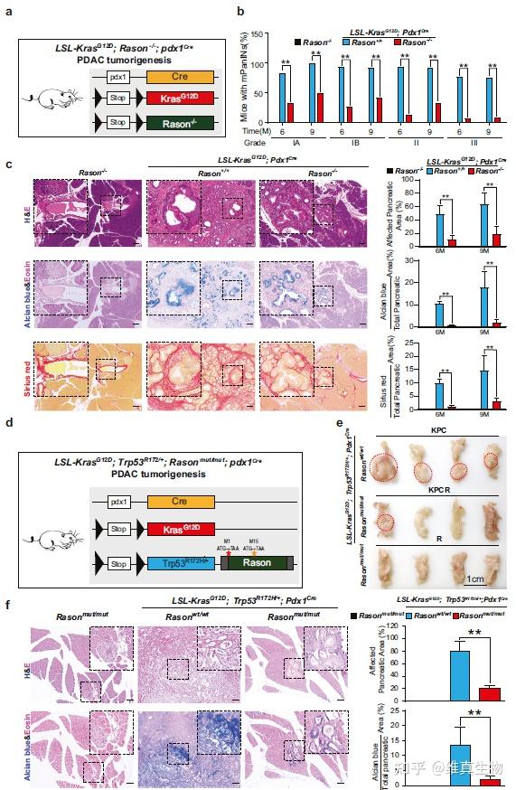 Cell Research（IF=46.297）| 张弩/徐建波/姚宏伟/闫超教授发现RASON有望成为KRAS突变癌治疗新靶点 - 知乎
