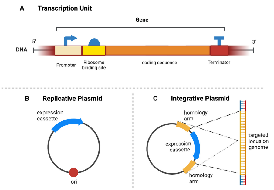 Materials Today Bio | 结合合成生物学开发基于蓝藻的新生物材料的进展与展望 - 知乎