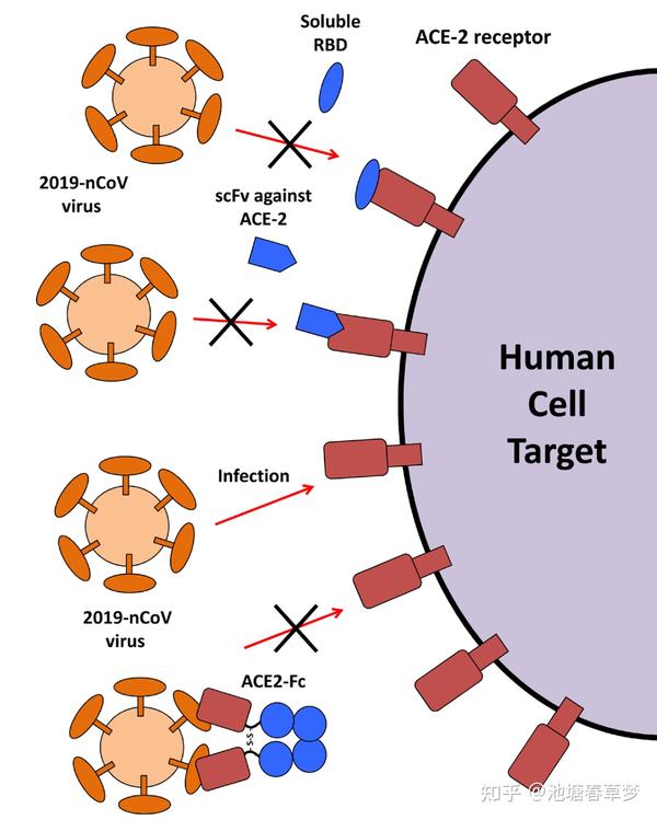新冠病毒现有药物研究进展 - 知乎
