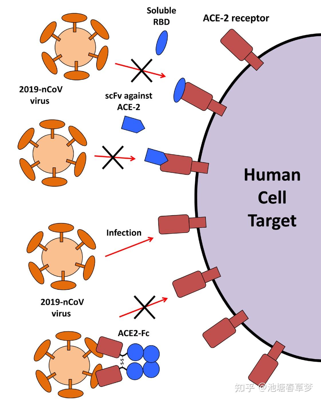 新冠病毒现有药物研究进展 - 知乎
