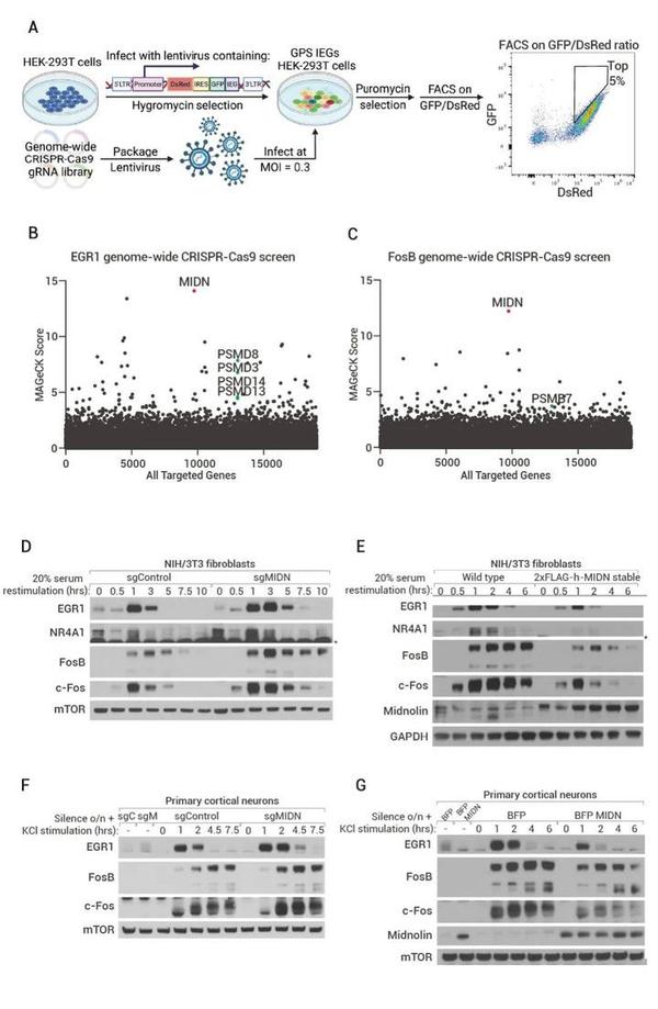 Science 重大突破!| 非泛素化 Midnolin-蛋白酶体降解 "新" 机制 - 知乎