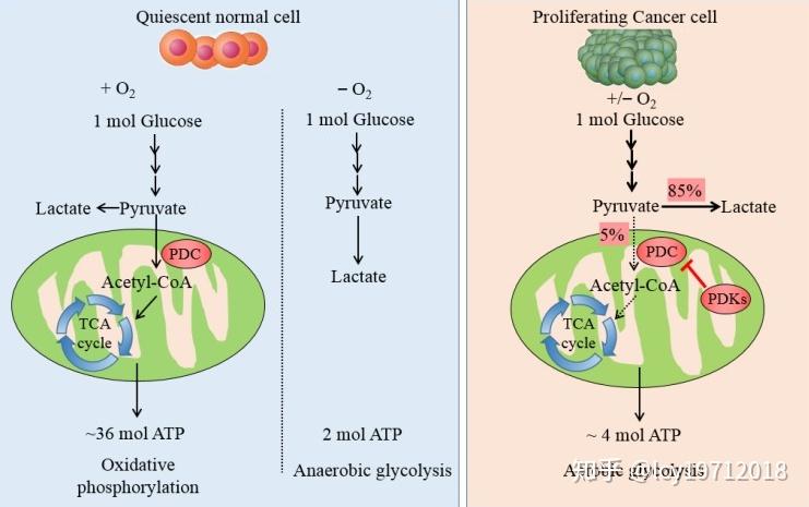 丙酮酸脱氢酶的结构、功能与相关疾病 - 知乎