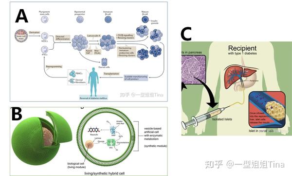 一文带你理清『糖尿病干细胞疗法』VX880和VX264 - 知乎