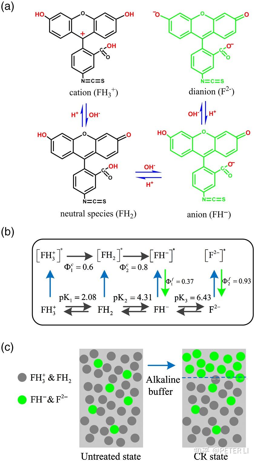 荧光染料（Fluorescent dyes）-BIOFOUNT - 知乎