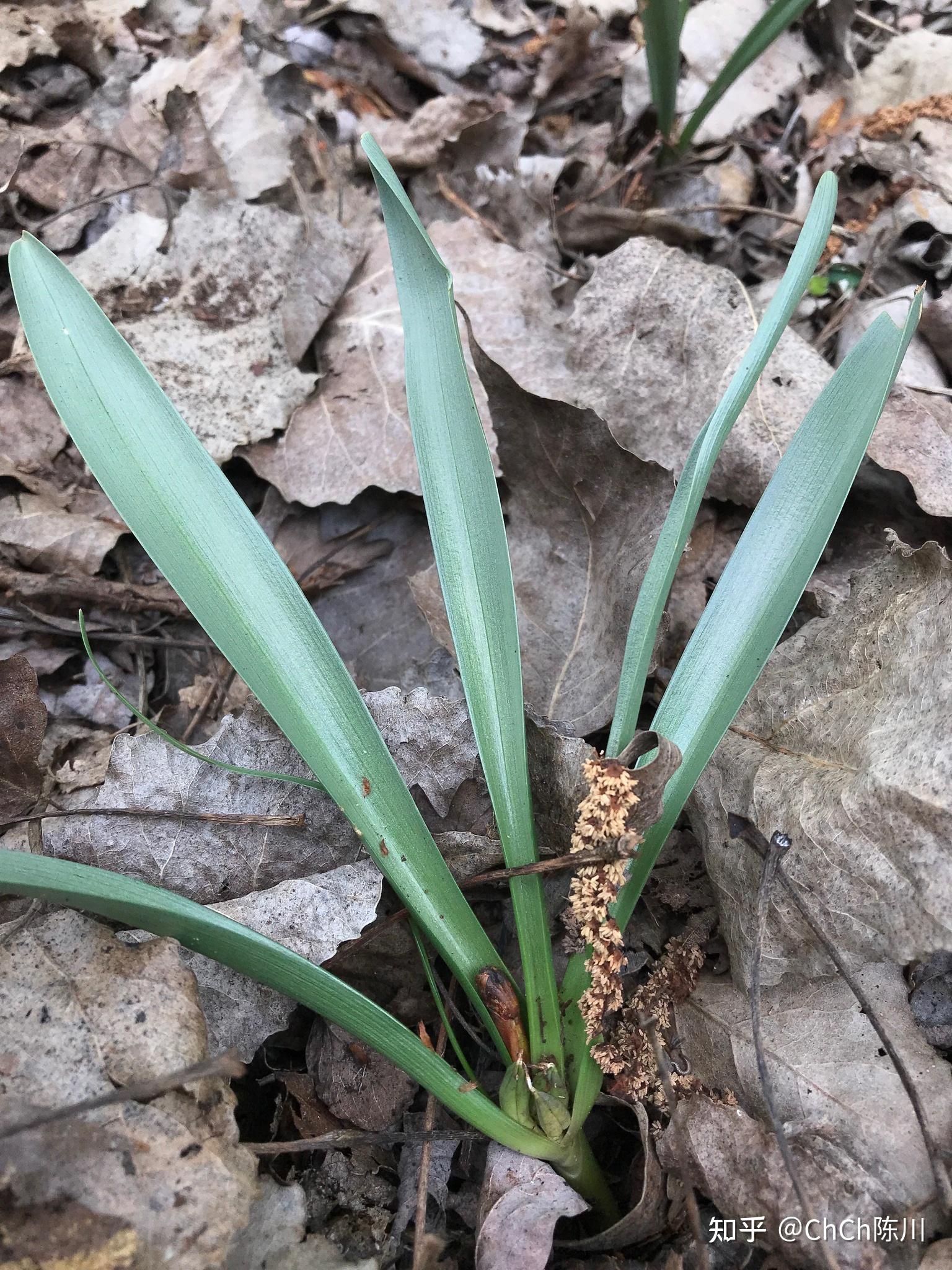 多肉植物全图鉴17：秋水仙科（Colchicaceae），秋水仙属（Colchicum） 原始种A-H - 知乎