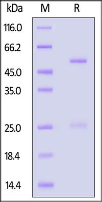 ADC PK研究再添核心工具：抗DXD抗体 - 知乎