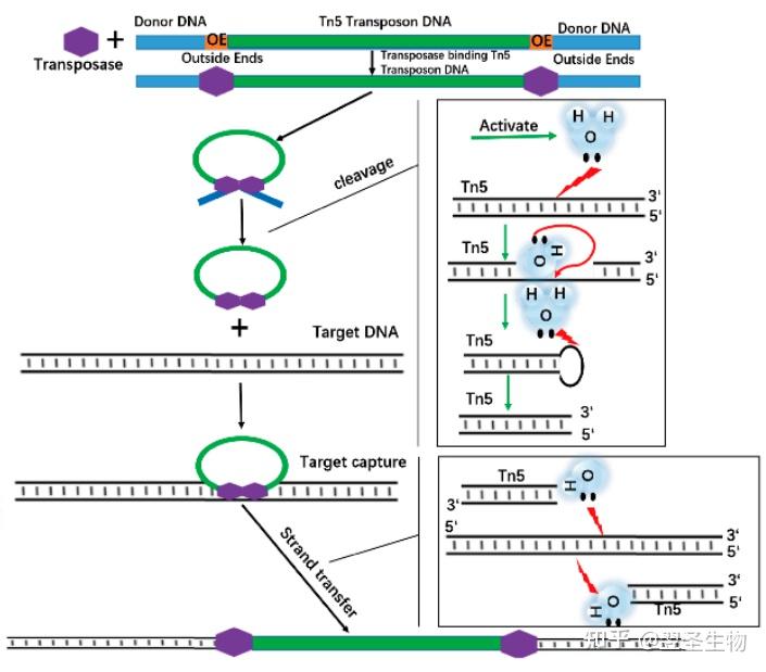 从Tn5结构来看如何利用Tn5进行文库构建 - 知乎
