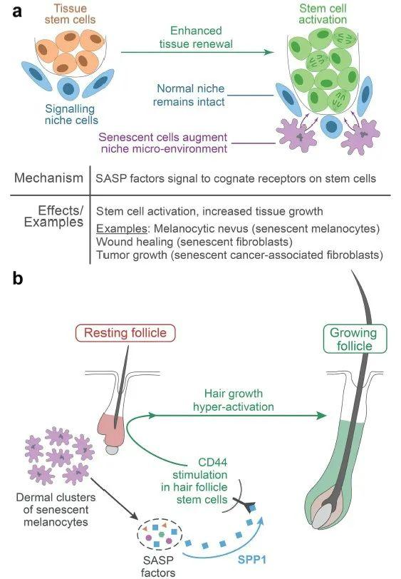 脱发有救了？《自然》：衰老细胞能促进毛发生长！有望带来脱发新疗法 - 知乎
