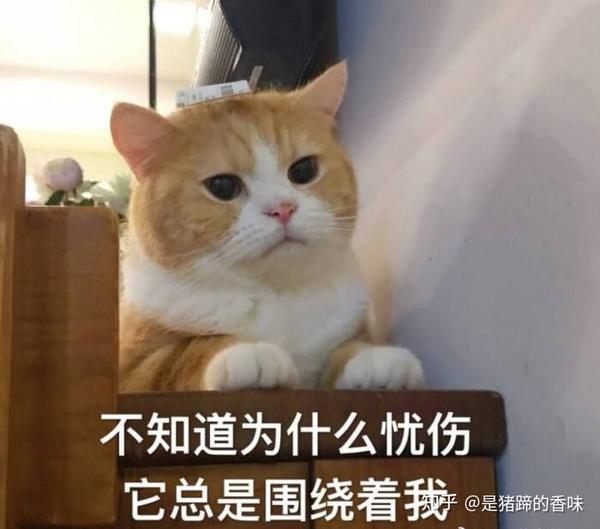 猫咪乱尿， 必然事出有因！ 知乎