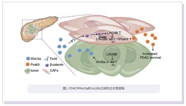 揭秘Lin28b在CAFs中的作用：PDAC治疗新突破！ - 知乎