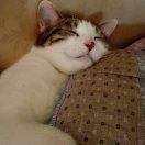 IBM CBM组件化业务模型 - 知乎