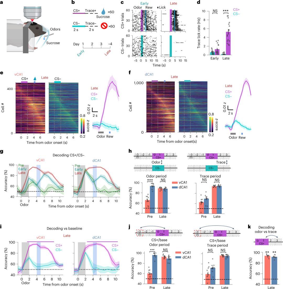 Nat Neurosci：海马参与关联记忆编码过程 - 知乎