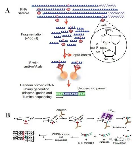CNS热点、国自然热门，m6A的前世今生 - 知乎
