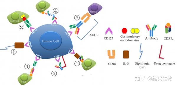 肿瘤免疫靶点｜CD123 - 知乎