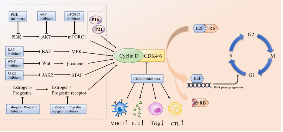 CDK4/6抑制剂未来可期 - 知乎