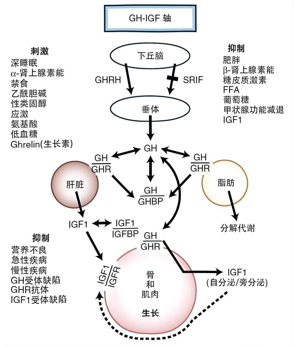 HGHI 研发成功：中国在 HGH 抗衰老领域实现对欧美跨代超越的历程 - 知乎