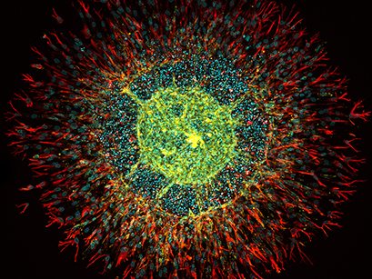 ibidi 3D细胞培养模型 – 概述 - 知乎