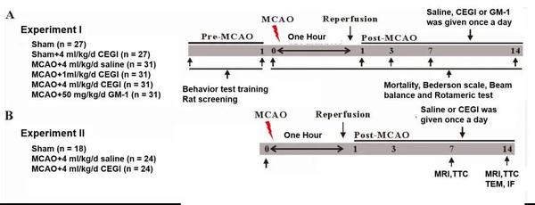 高分SCI期刊教你怎样撰写动物模型文章？ - 知乎
