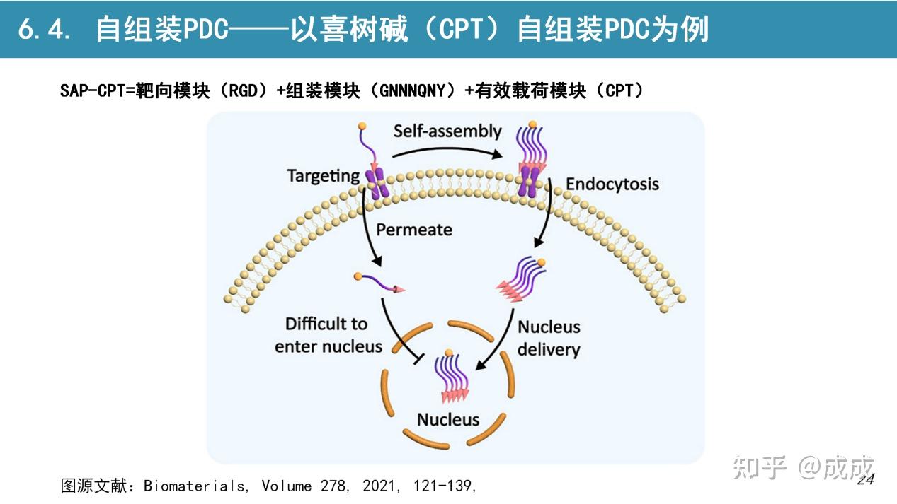 文献专题解读| 多肽药物偶联物(Peptide-drug conjugates, PDCs)概述与未来发展方向【副标题：多肽作为癌症靶向治疗的 ...