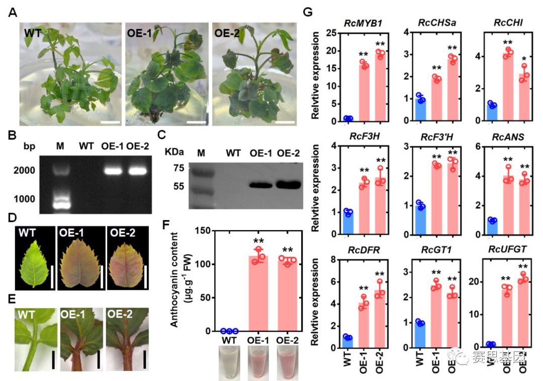 【Hortic Res】MYB转录因子RcMYB1在玫瑰花青素的生物合成中起着核心作用 - 知乎