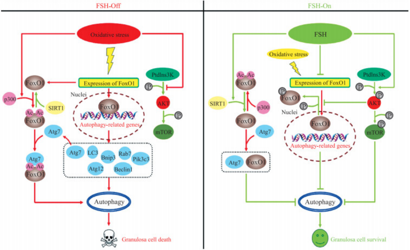 FSH平衡与卵泡闭锁 - 知乎