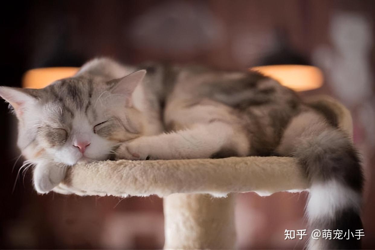 猫咪的睡姿，代表它的性格，很准 - 知乎