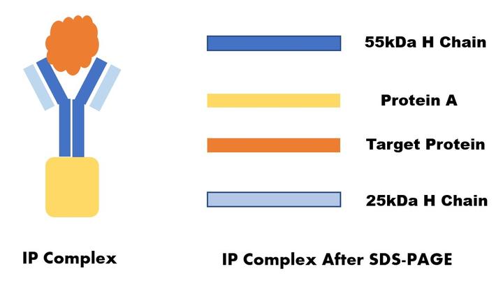 CoIP实验轻重链干扰解决之道 - 知乎