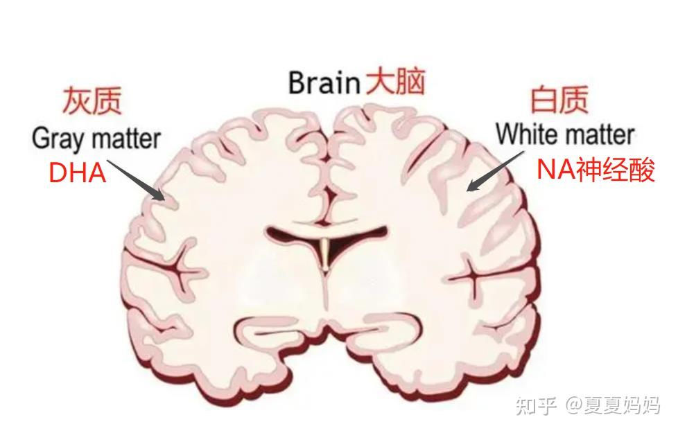 宝宝聪明妈妈省心，给孩子补充全脑DHA要认准童年时光inne - 知乎