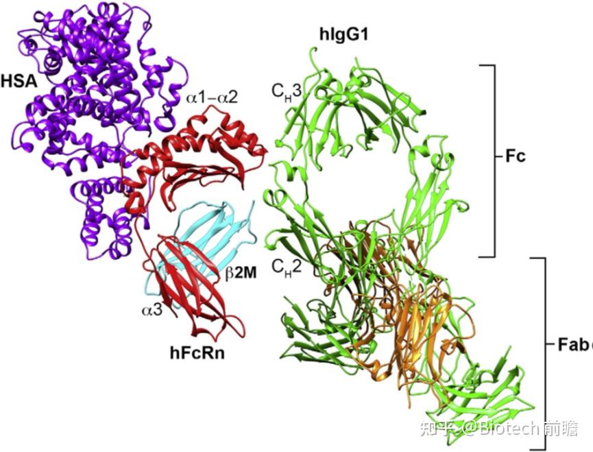 FcRn抗体丨 和铂医药三期临床成功，强生纳入突破性疗法 - 知乎