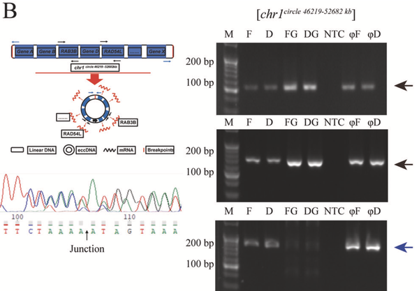 先收藏：2022年 eccDNA 研究现况汇总 - 知乎