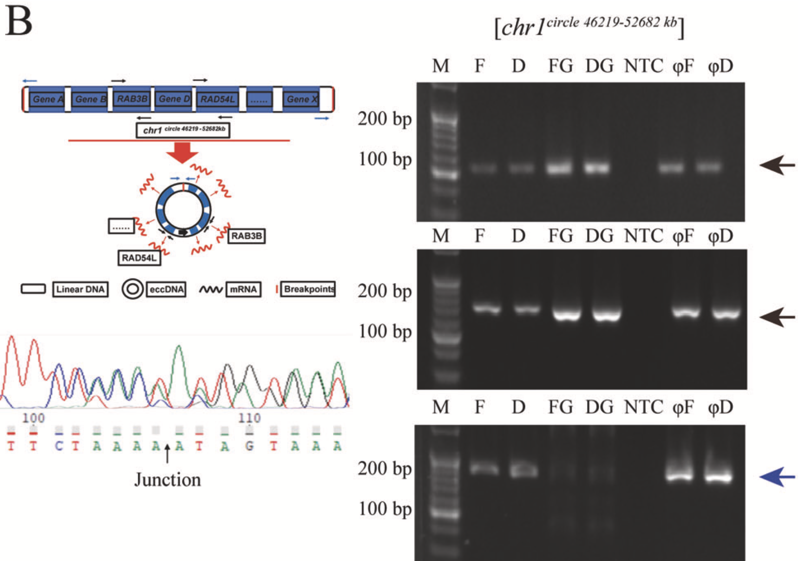 先收藏：2022年 eccDNA 研究现况汇总 - 知乎