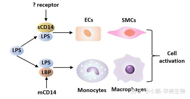 CD14—细菌脂多糖的膜受体 - 知乎
