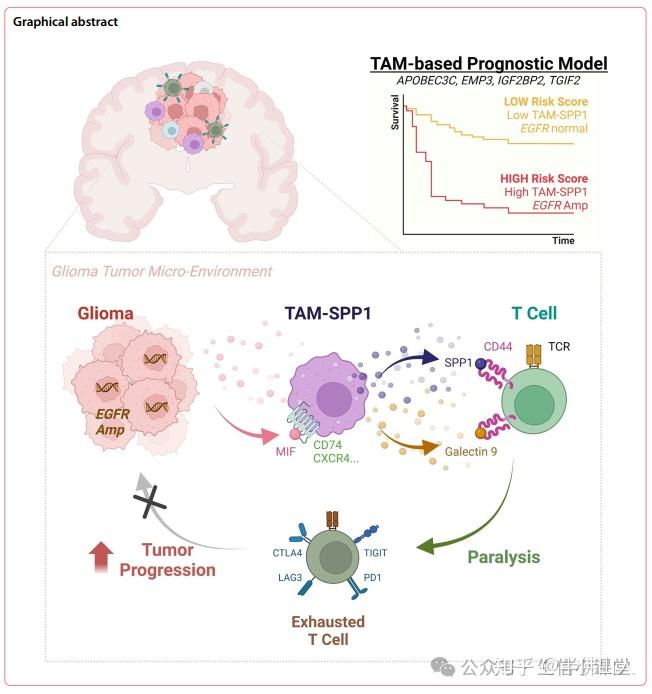 最新7.5分纯生信，针对SPP1+TAM的分析，思路清晰逻辑合理，值得学习！ - 知乎