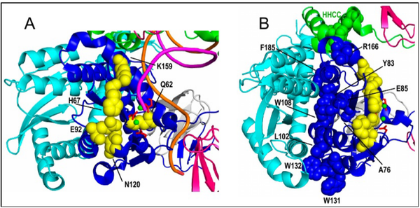 前沿综述：HIV-1 整合酶的多模态功能 - 知乎