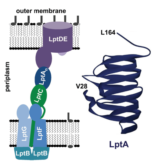 LptA蛋白转运LPS依赖固有结构而非核心氨基酸残基 - 知乎