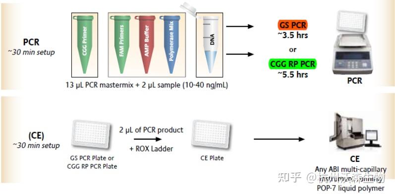 Asuragen ：AmplideX®PCR / CE FMR1 Kit脆性X染色体综合征检测金标准 - 知乎