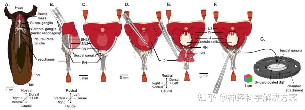 Intan Technologies结合电压敏感染料、碳纤维阵列和细胞外神经电极使用3D打印记录室和操纵器 - 知乎