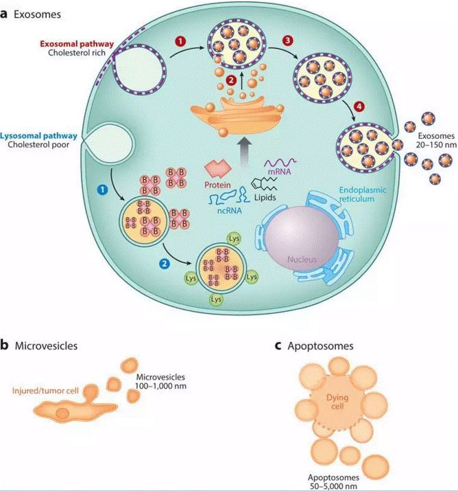 外泌体的形成过程？ - 知乎