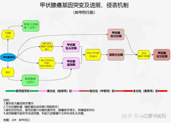 11-2：有望长期幸存！再谈低分化甲状腺癌（PDTC）的诊断与治疗 - 知乎