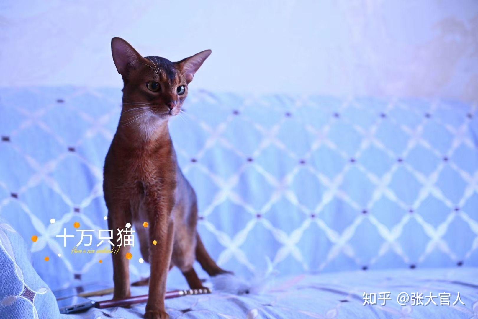 养阿比西尼亚猫（abyssinian）是种什么样的体验？这个品种有什么特点？ - 知乎
