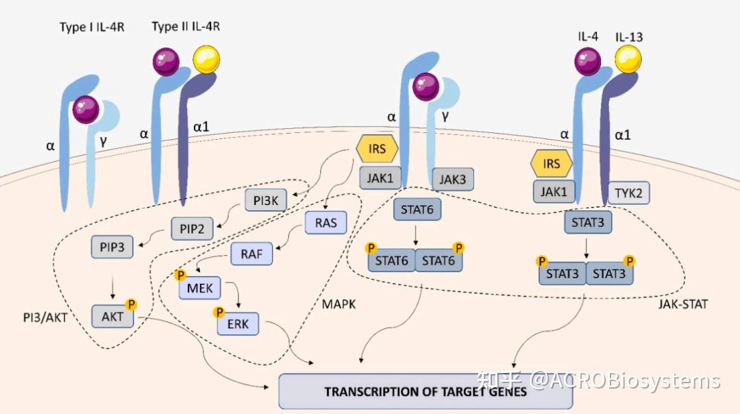 IL-4破茧成蝶，打响百亿美金蓝海争夺战 - 知乎