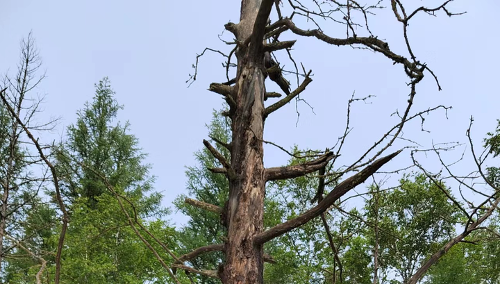 看源码读文章之语音识别NAR模型——Paraformer - 知乎