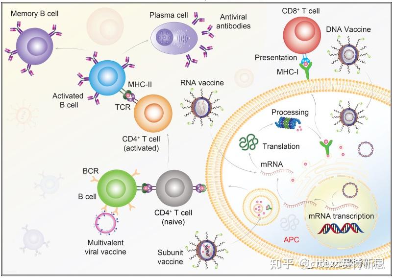 MHC分子、APC细胞及T细胞之间的关联及详解 - 知乎