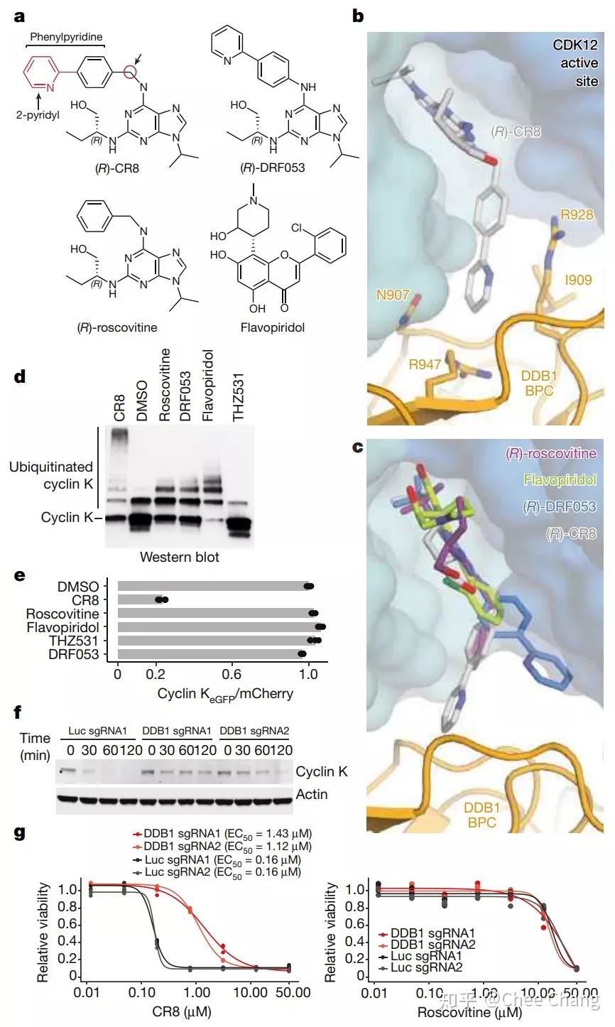 Nature：CDK抑制剂作为分子胶水降解cyclin K - 知乎