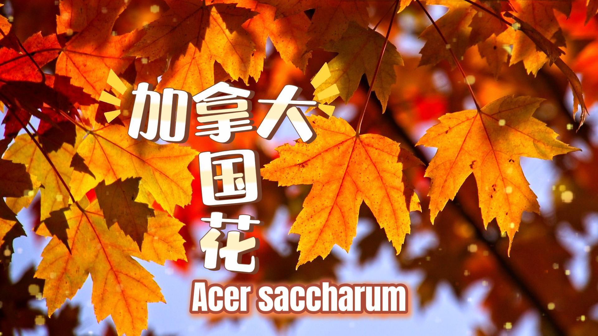 加拿大为什么被称为枫叶之国？ - 知乎