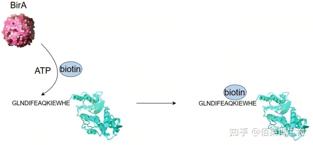 Avi-Tag+BLI 珠联璧合：重组表达生物素化蛋白用于生物分子互作实验 - 知乎