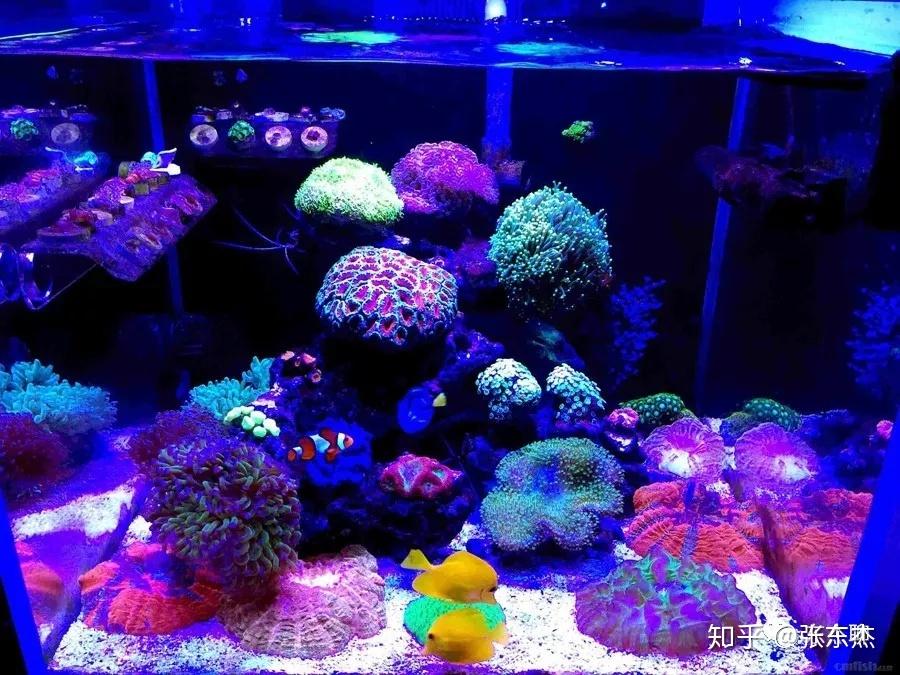 东杰海洋百科：LPS珊瑚是什么？LPS珊瑚怎么养？LPS篇 - 知乎