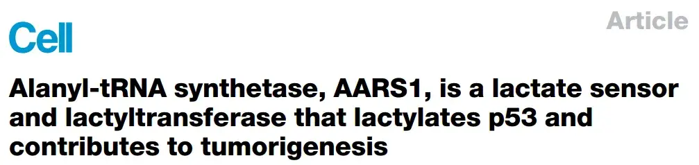 Cell | 苏州大学周芳芳：AARS1介导p53乳酸化促进肿瘤发生新机制 - 知乎