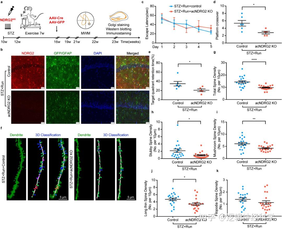 eBioMedicine︱西安交大王强课题组揭示星形胶质细胞NDRG2参与运动锻炼改善糖尿病认知功能障碍的新机制 - 知乎