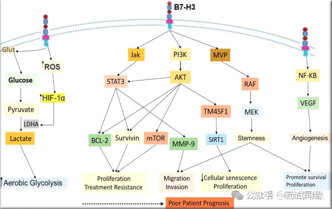 肿瘤免疫治疗的新兴靶点：B7-H3 - 知乎